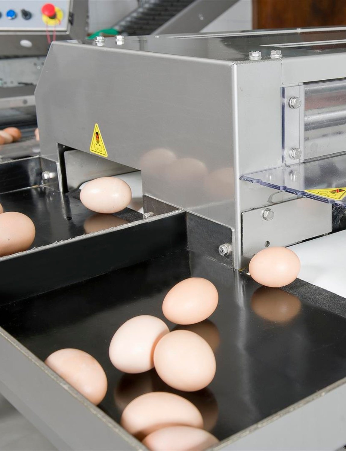 Broiler breeders - Vencomatic Group